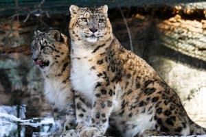 10 Animals That Live in the Snow (Examples) - Wildlife Informer