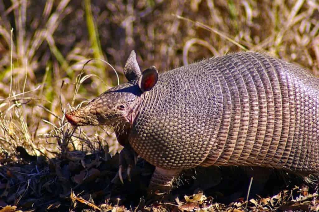 11 Interesting Facts About Armadillos in Texas - Wildlife Informer