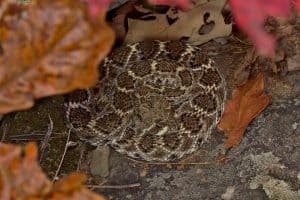 13 Species of Snakes With Diamond Patterns - Wildlife Informer