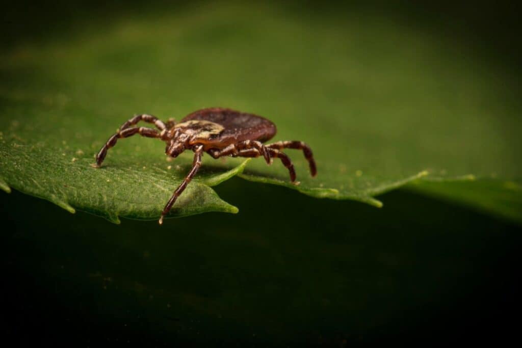 5 Types of Ticks in West Virginia (Pictures) - Wildlife Informer