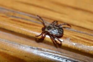 6 Types of Ticks in Florida (With Pictures) - Wildlife Informer