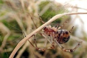 10 Common Spiders in Florida (With Pictures) - Wildlife Informer