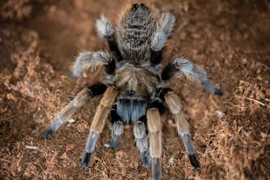 Tarantulas in Arkansas (Facts, Pictures, Info) - Wildlife Informer