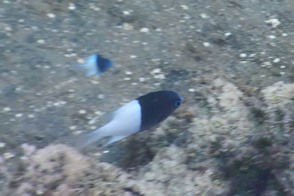 18 Unique Black and White Fish (Pictures) - Wildlife Informer