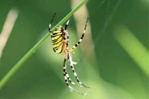 11 Species of Black Spiders in Michigan - Wildlife Informer