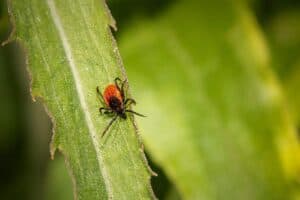 4 Common Ticks in North Carolina (Pictures) - Wildlife Informer