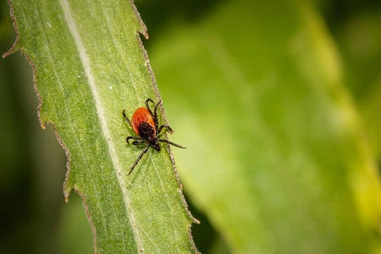 6 Types of Ticks in Texas (Pictures) - Wildlife Informer