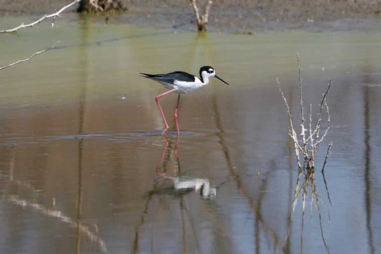 11 Awesome Birds That Live in Swamps (Pictures) - Wildlife Informer
