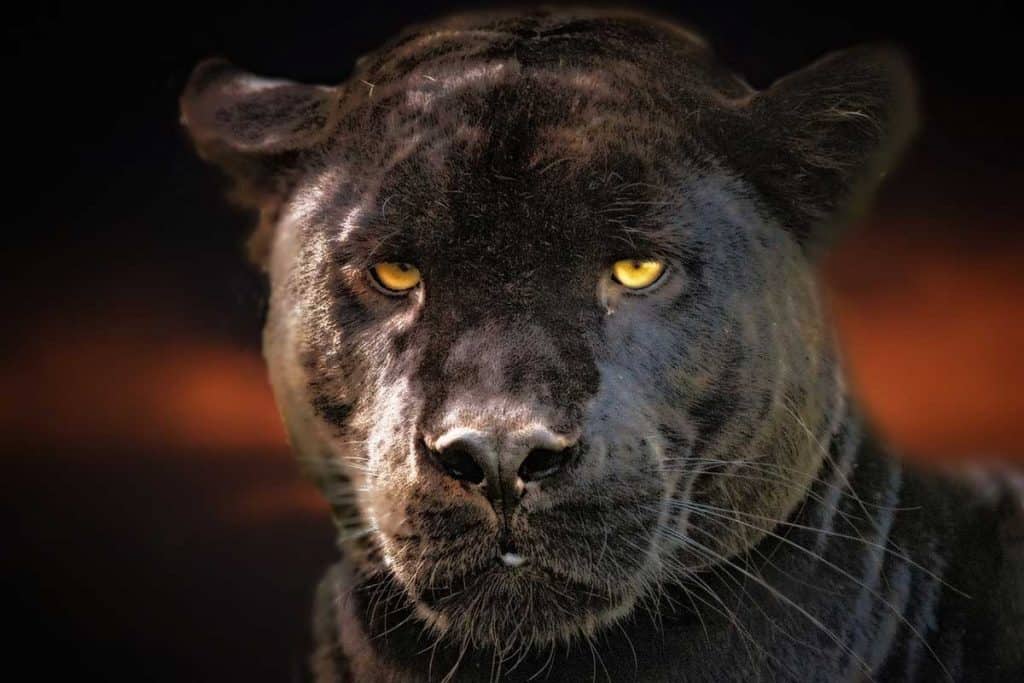 9 Jaguar Adaptations in the Rainforest (Pictures) - Wildlife Informer