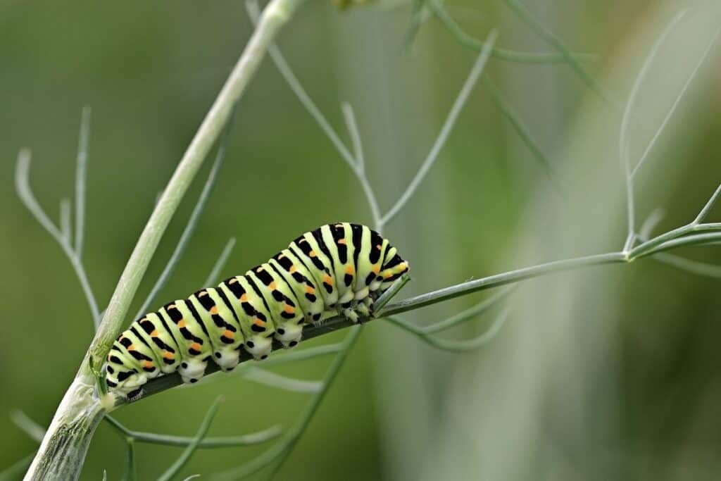 Is a Caterpillar an Insect? (Answered) - Wildlife Informer