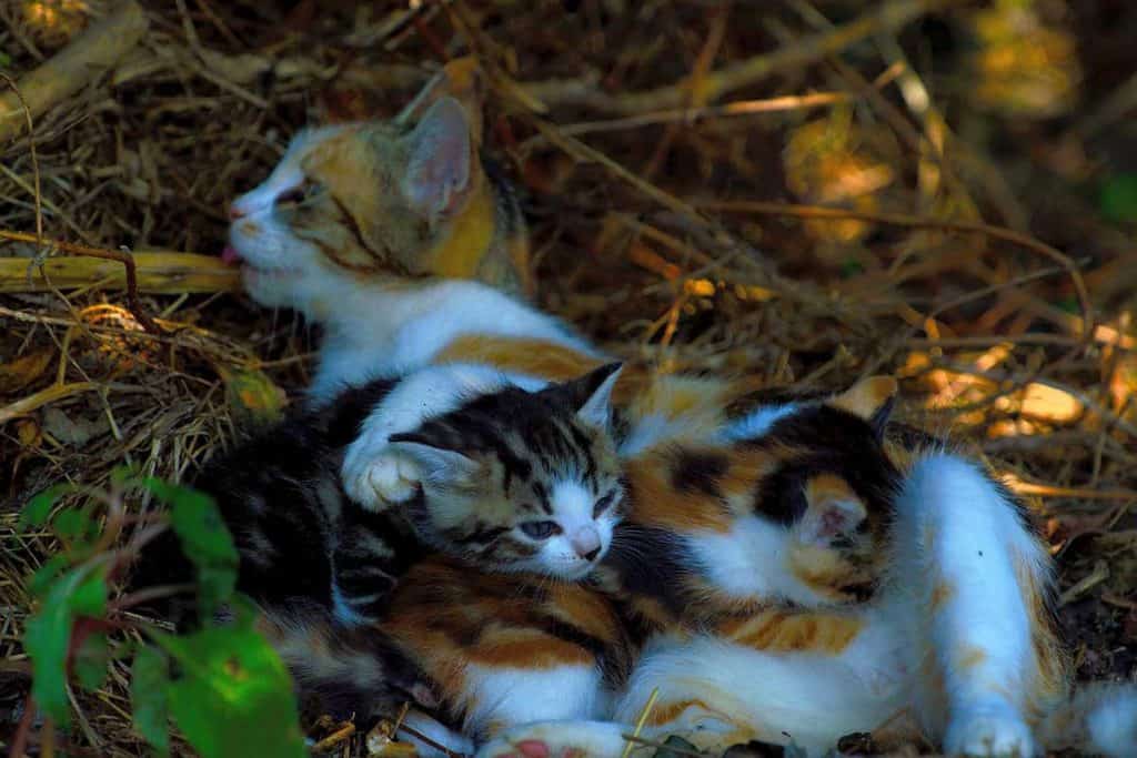 12 of the Fastest Reproducing Animals - Wildlife Informer