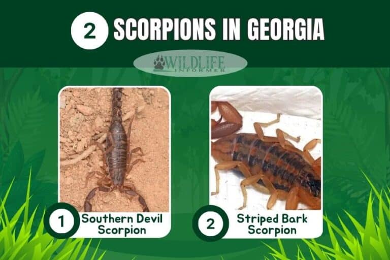 2 Types of Scorpions in Georgia (ID Pictures) - Wildlife Informer