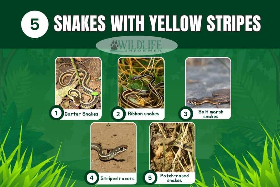 5 Types of Snakes with Yellow Stripes - Wildlife Informer