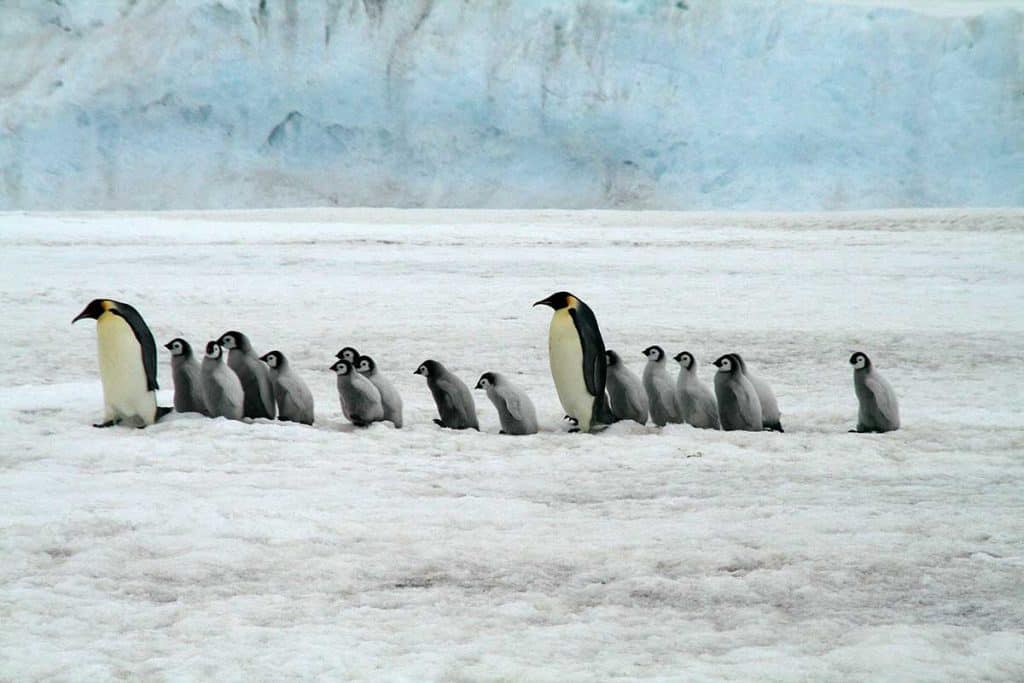 15 Amazing Emperor Penguin Adaptations (Pictures) - Wildlife Informer
