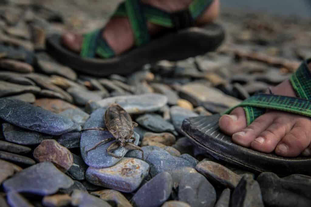 Facts and Info About Water Bugs in Texas - Wildlife Informer