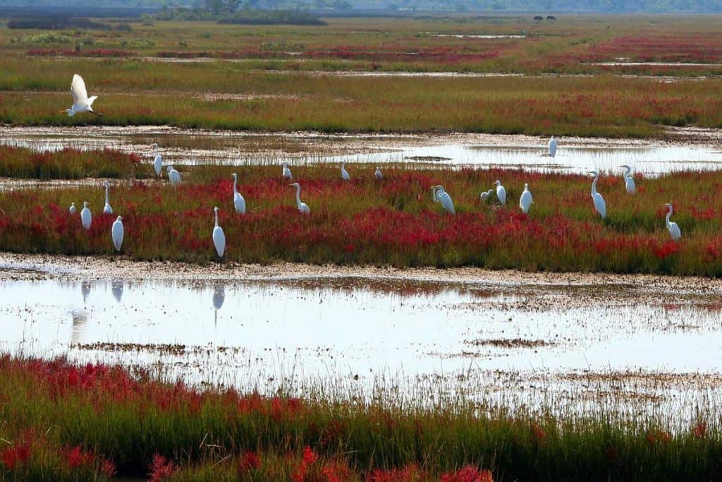 11 Awesome Birds That Live in Swamps (Pictures) - Wildlife Informer