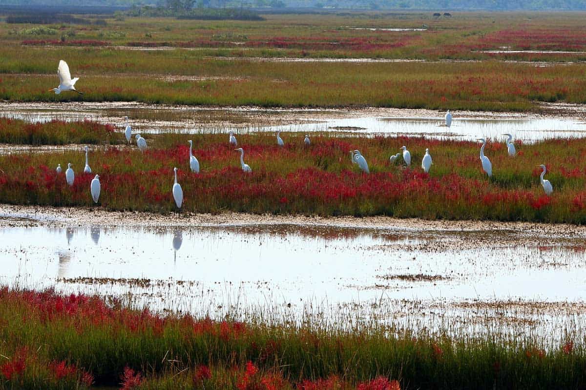 11 Awesome Birds That Live in Swamps (Pictures) - Wildlife Informer