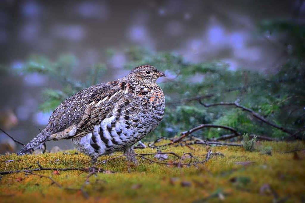 29 Examples of Terrestrial Animals (Pictures) - Wildlife Informer