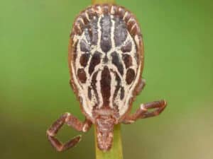 6 Types of Ticks in Florida (With Pictures) - Wildlife Informer