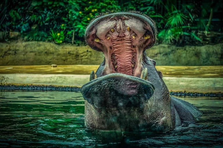 12 Animals With Long Teeth (Pictures) - Wildlife Informer