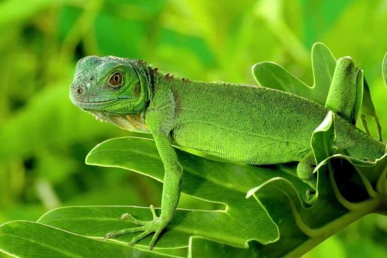 12 Animals With More Than 2 Eyes (Pictures) - Wildlife Informer