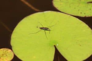 14 Animals That Can Walk on Water (With Pictures) - Wildlife Informer