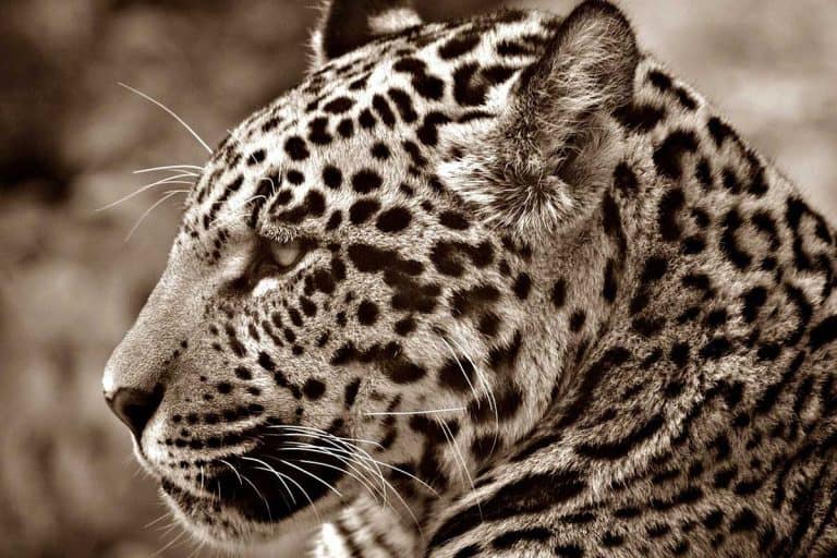 9 Jaguar Adaptations in the Rainforest (Pictures) - Wildlife Informer