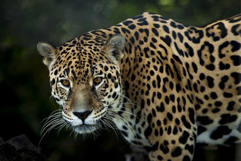 9 Jaguar Adaptations in the Rainforest (Pictures) - Wildlife Informer