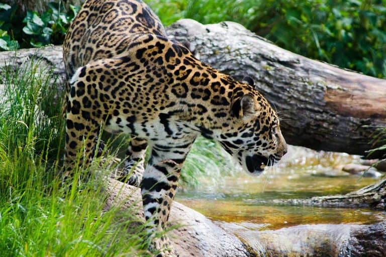 9 Jaguar Adaptations in the Rainforest (Pictures) - Wildlife Informer