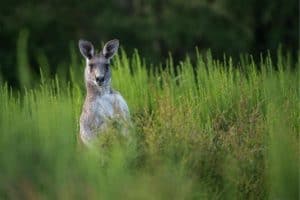 How Strong Are Kangaroos? (Answered) - Wildlife Informer