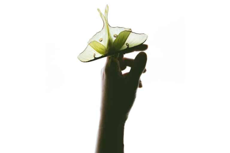 14 Interesting Facts About Luna Moths (Pictures) - Wildlife Informer