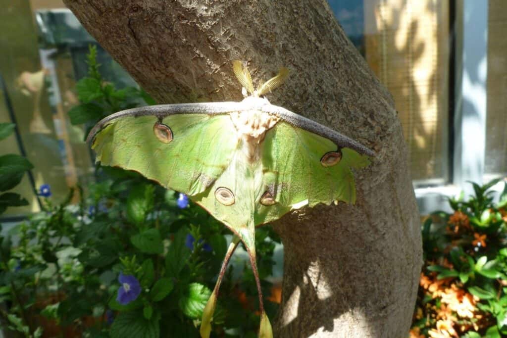14 Interesting Facts About Luna Moths (Pictures) - Wildlife Informer