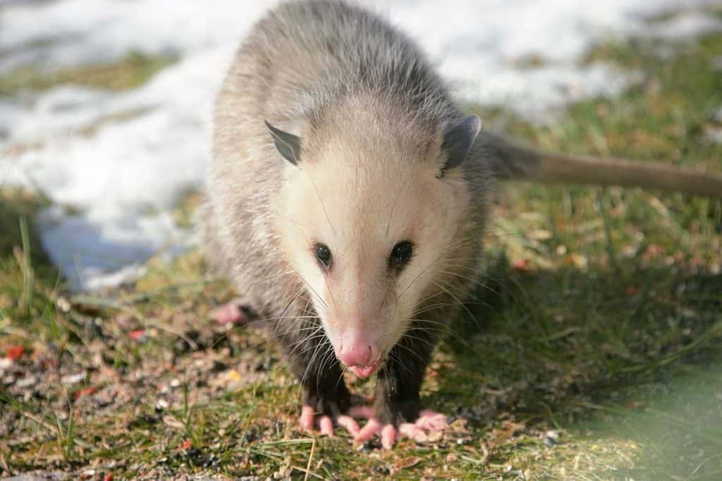 Opossum Vs Possum (Differences & Similarities) - Wildlife Informer