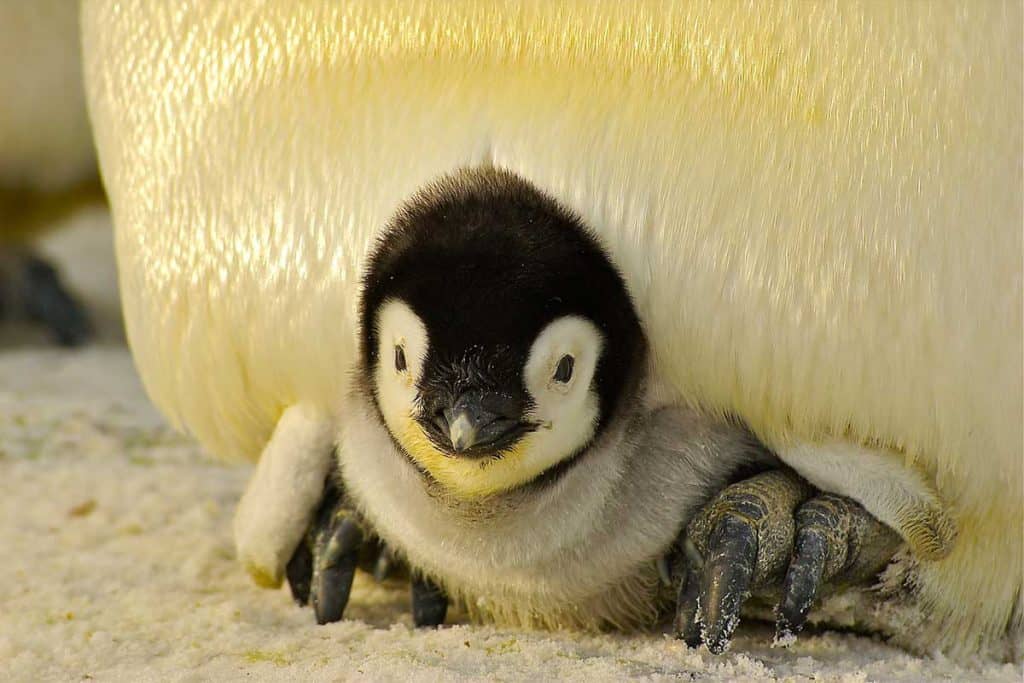 15 Amazing Emperor Penguin Adaptations (Pictures) - Wildlife Informer