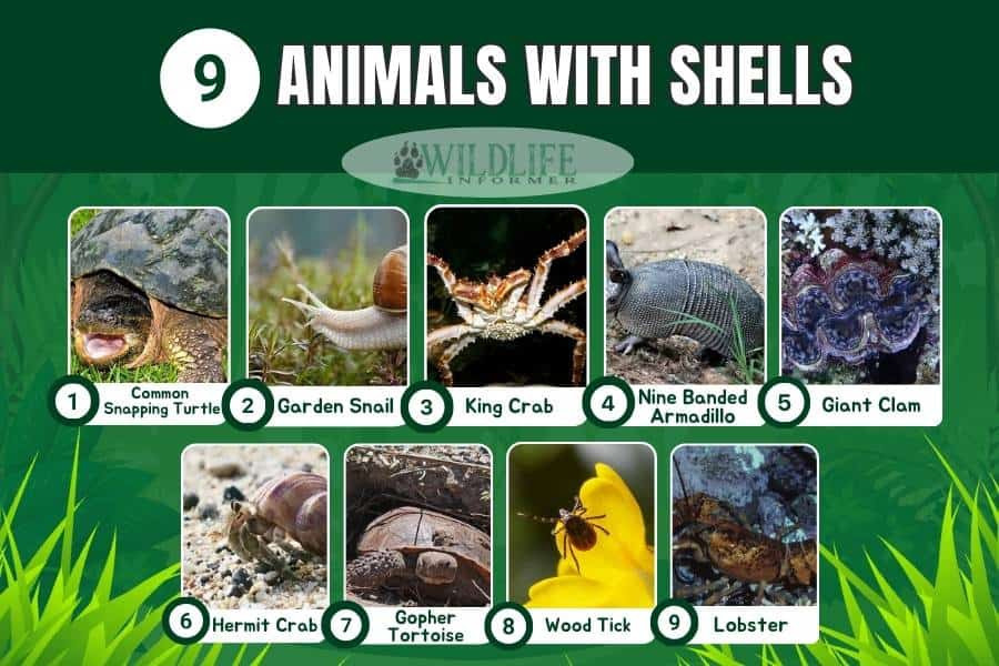 9 Examples of Animals With Shells - Wildlife Informer
