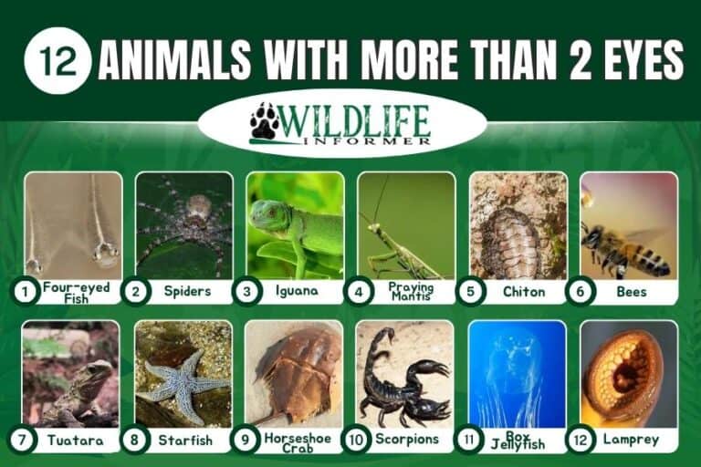 12 Animals With More Than 2 Eyes (Pictures) - Wildlife Informer