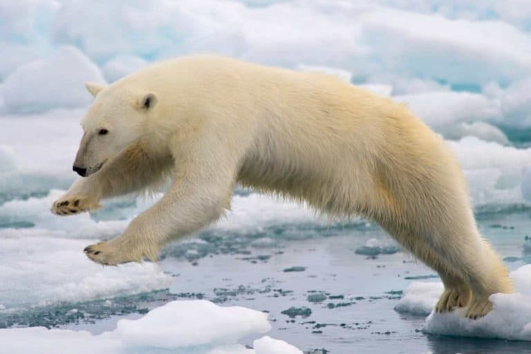 Animals That Live in the Arctic (9 Examples) - Wildlife Informer