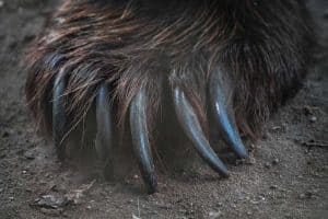 12 Examples of Animals With Sharp Claws (Pictures) - Wildlife Informer