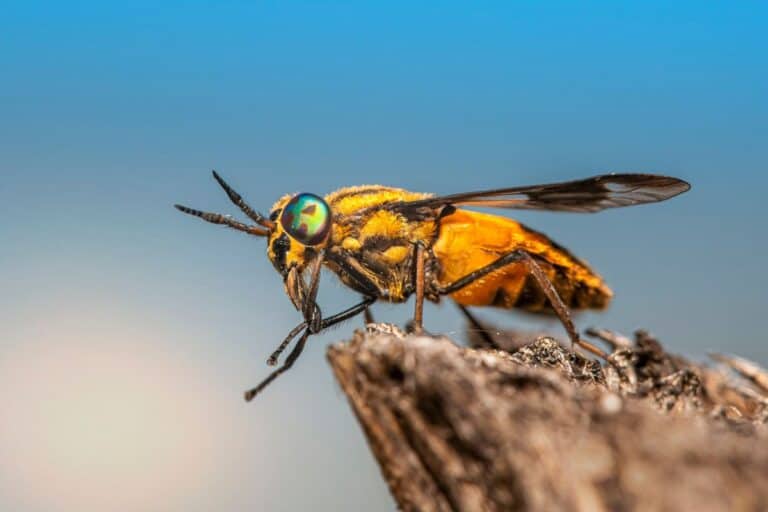 8 Common Biting Insects in Wisconsin (Pictures) - Wildlife Informer