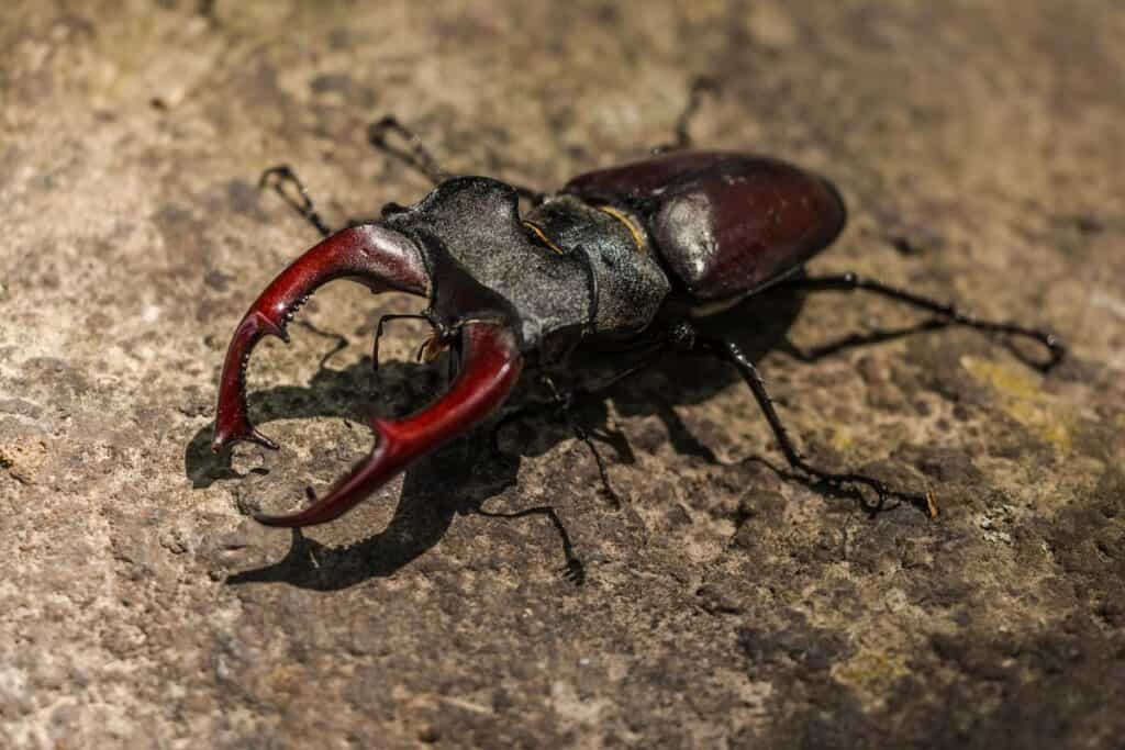 12 Beetles With Horns (With Pictures) - Wildlife Informer