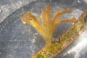 Animals That Live in Estuaries (9 Examples) - Wildlife Informer