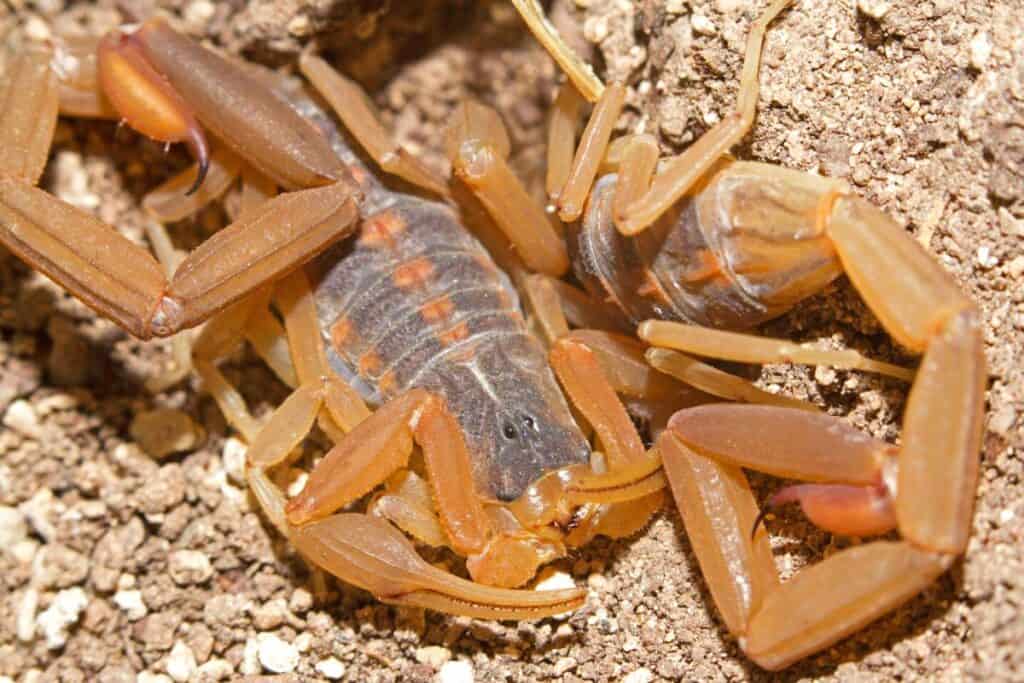 2 Types of Scorpions in Georgia (ID Pictures) - Wildlife Informer