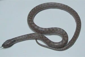 10 Types of Brown Snakes in Texas (Pictures) - Wildlife Informer