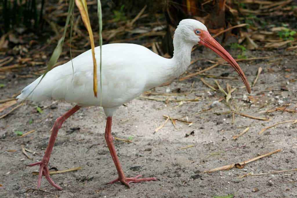 11 Awesome Birds That Live in Swamps (Pictures) - Wildlife Informer
