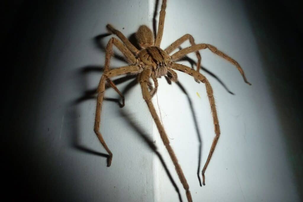 18 Common Spiders in Michigan (With Pictures) - Wildlife Informer