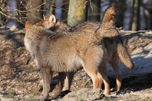 Wolf Pack Ranks (5 Levels in the Hierarchy) - Wildlife Informer