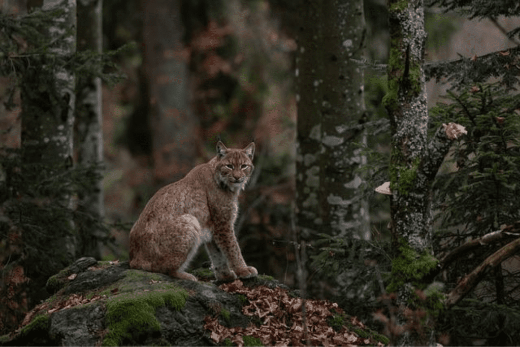 Are Bobcats Dangerous? (the Truth) - Wildlife Informer