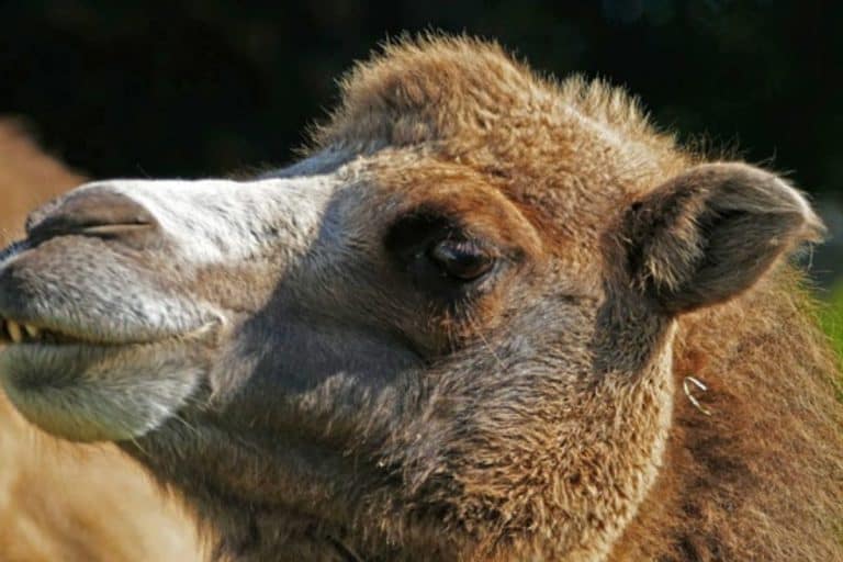 Camel Eyelashes (Facts, Information, Pictures) - Wildlife Informer