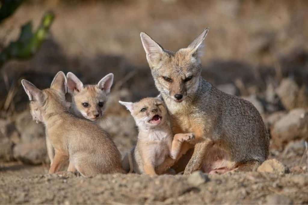 12 Different Types of Foxes (With Pictures) - Wildlife Informer