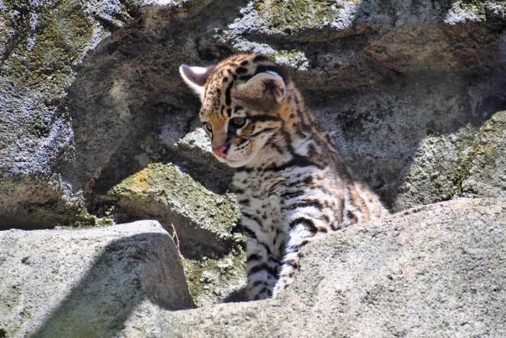 13 Examples of Crepuscular Animals (Pictures) - Wildlife Informer